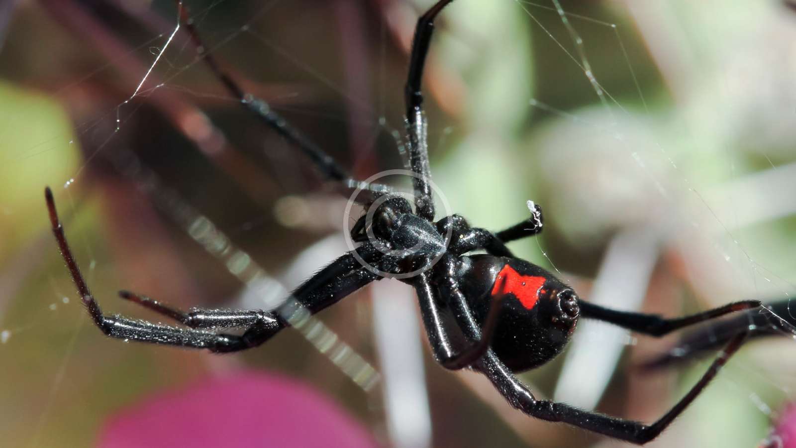 Secure Spider Control for Homeowners ⋆ OPMP 24/7 Experts